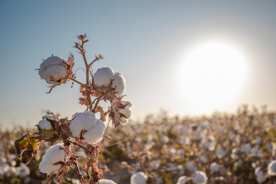 The Alaskan King Giant Muslin Blanket™ | Take a Look